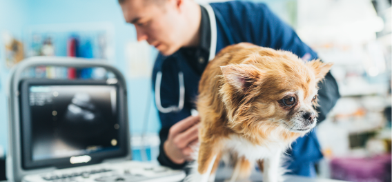 University of Helsinki veterinary program chooses Provet Cloud as new veterinary software